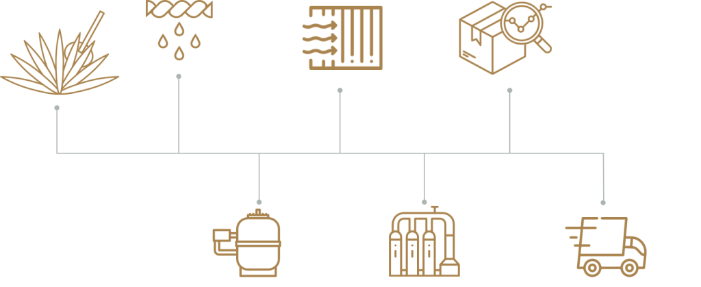 Nobazul - Agave Syrup Production Process